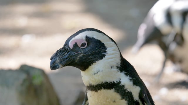 Penguin Beak Bird - Free video on Pixabay