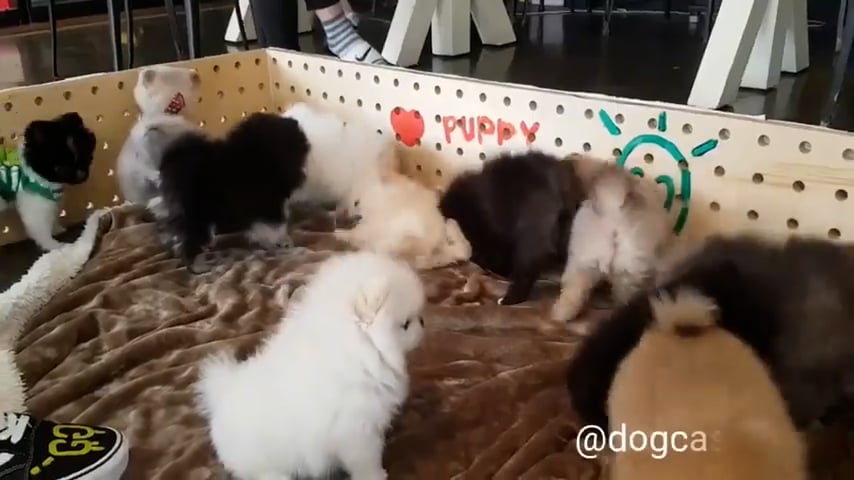 Baby Dogs Cute and Funny Dog Videos Puppy Dogs Compilation on Vimeo