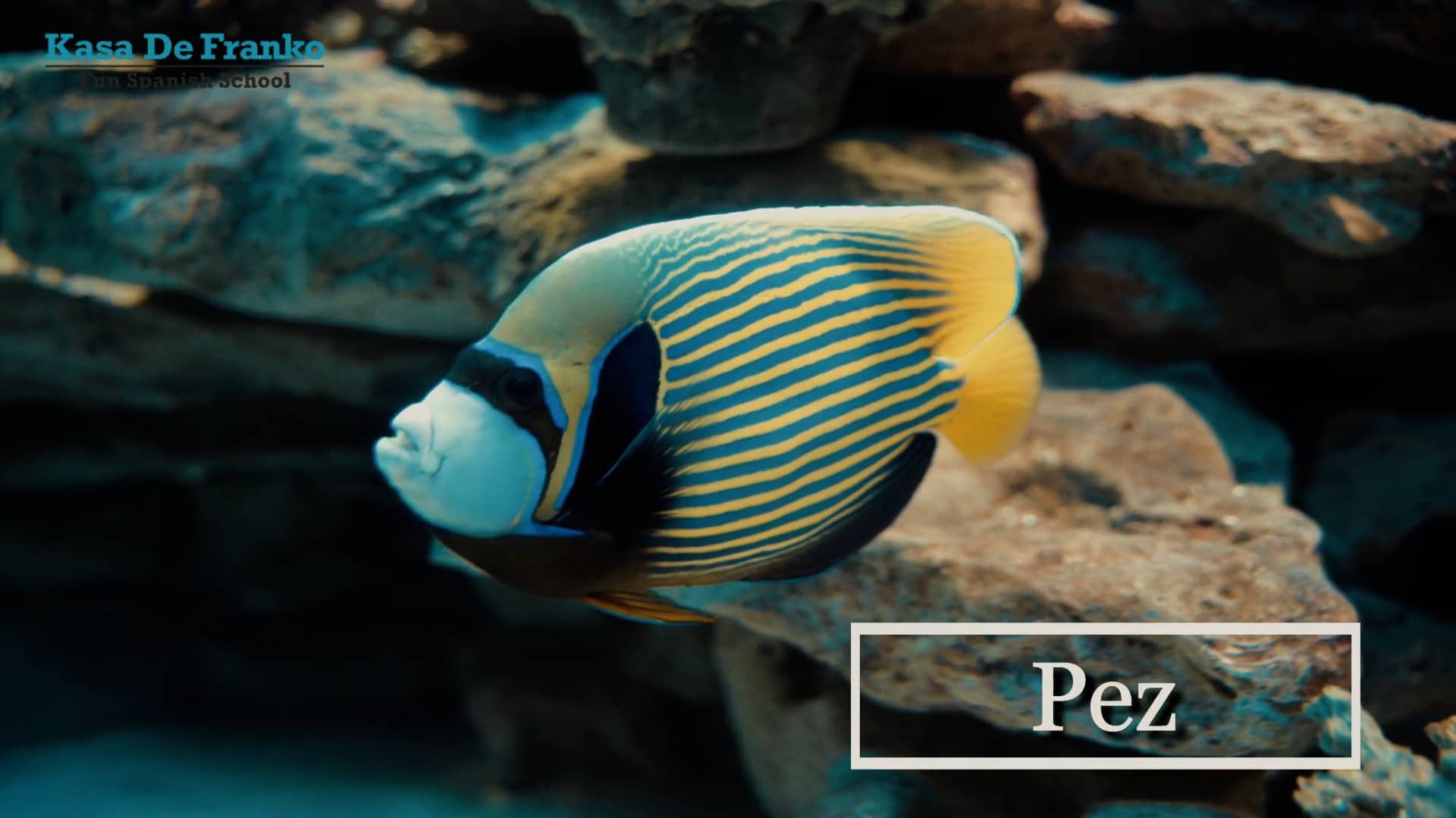 Word of the Day: Pez - Fish on Vimeo