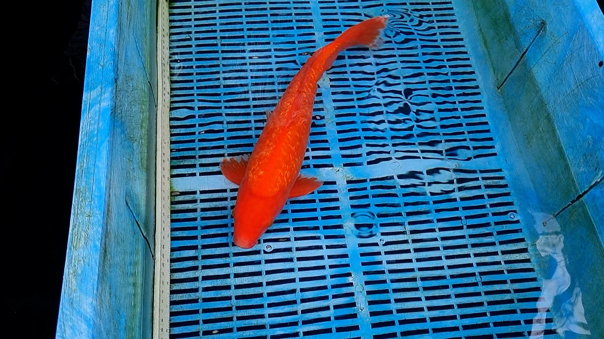 Gin rin benigoi on Vimeo