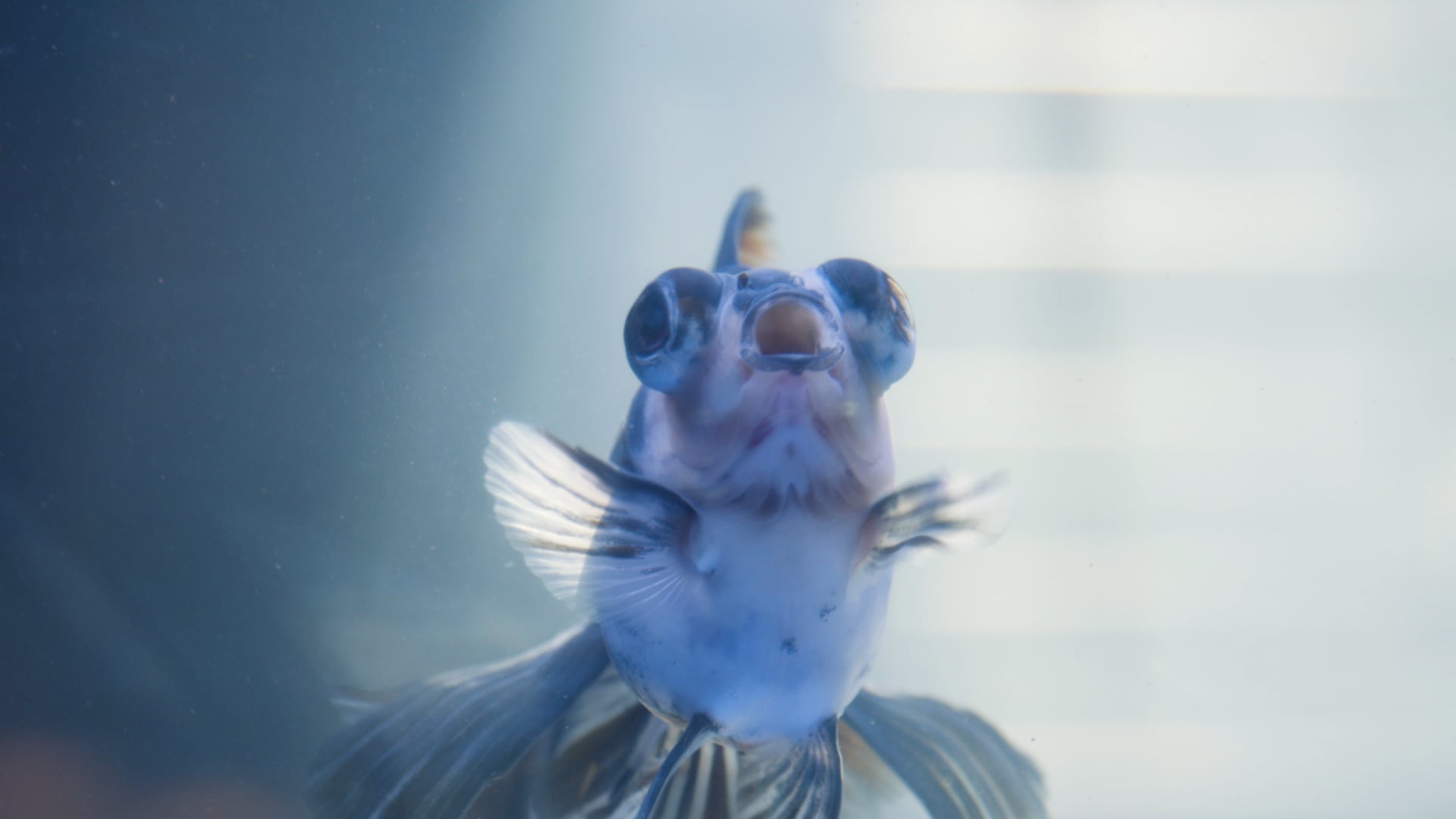 Goldfish Ambassador on Vimeo