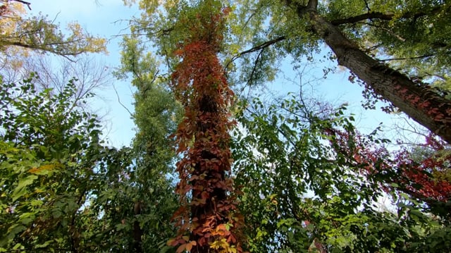 Autumn, Golden Autumn In The Forest, Falling Leaves. Free Stock Video ...
