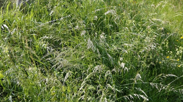 Grass, Graminé, Insect. Free Stock Video - Pixabay