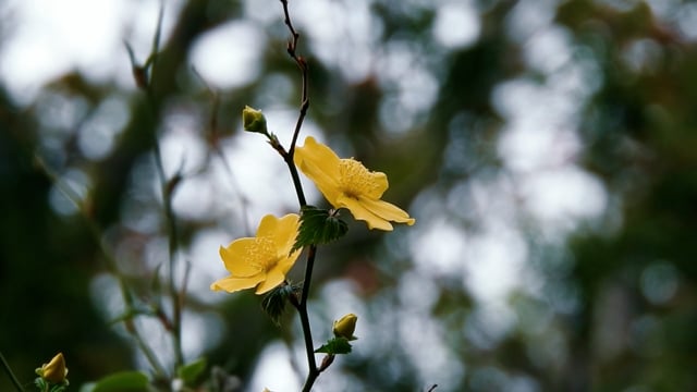 Flower Kerria Japanese - Free video on Pixabay