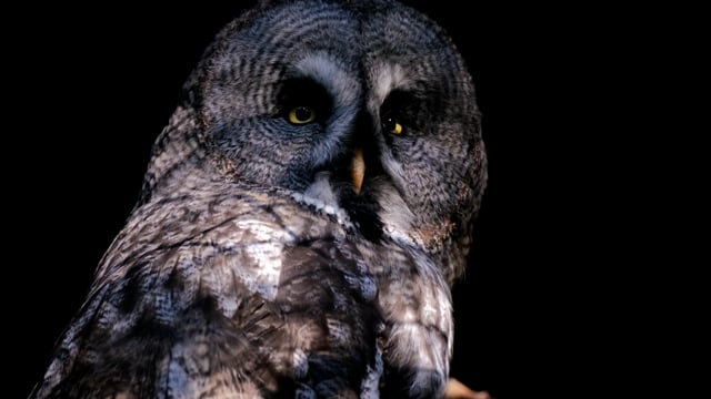 Bart Owl, Owl, Bird. Free Stock Video - Pixabay