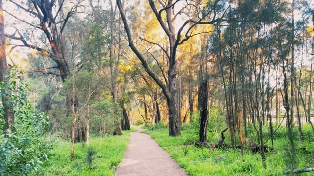 Bosque - Free video on Pixabay - Pixabay