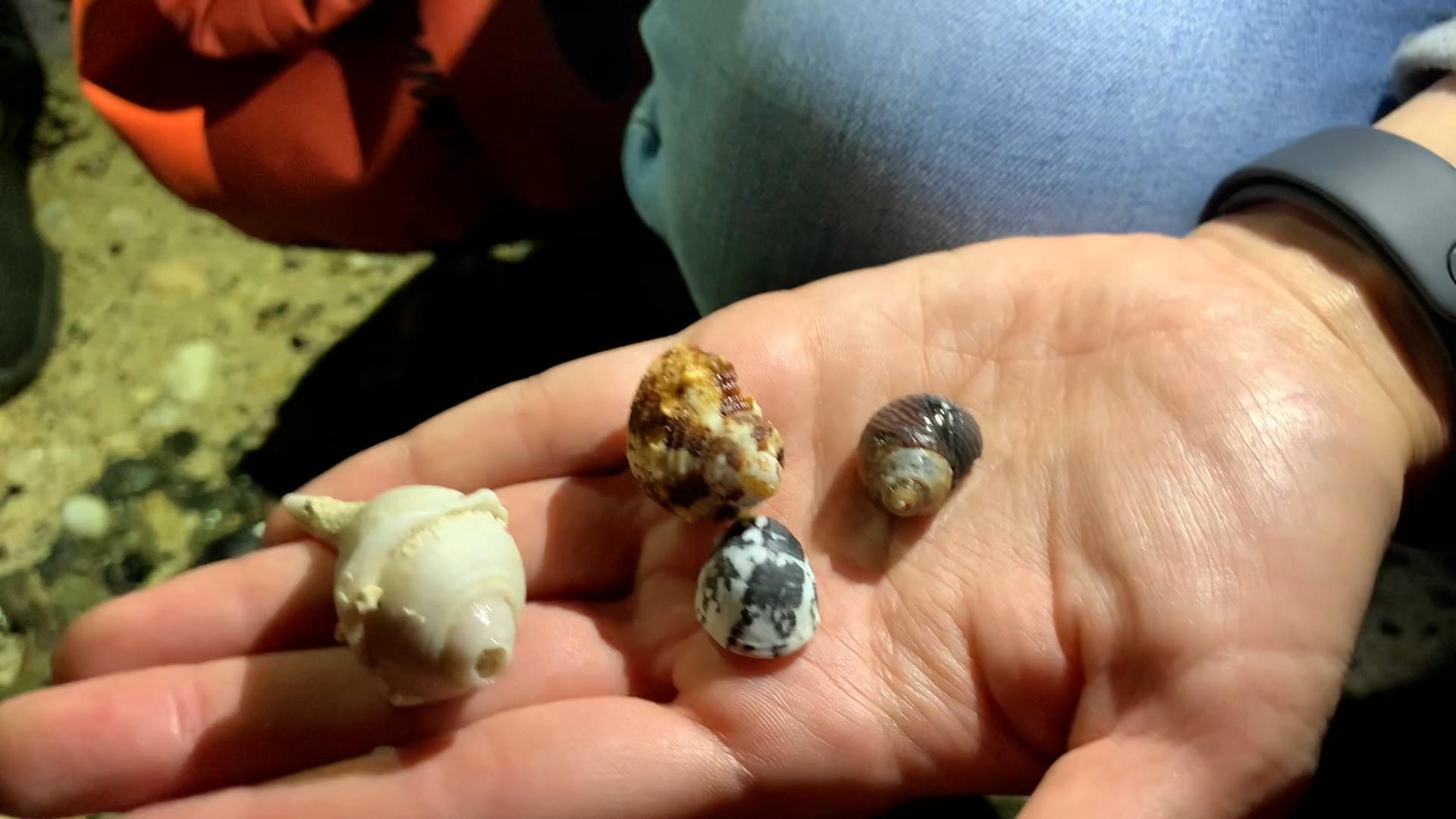 2021 Hermit Crab Race on Vimeo