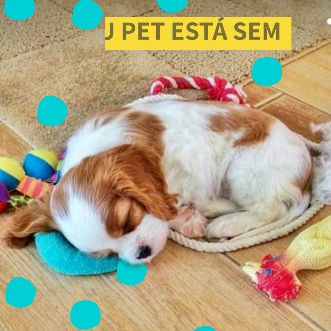 pet on Vimeo