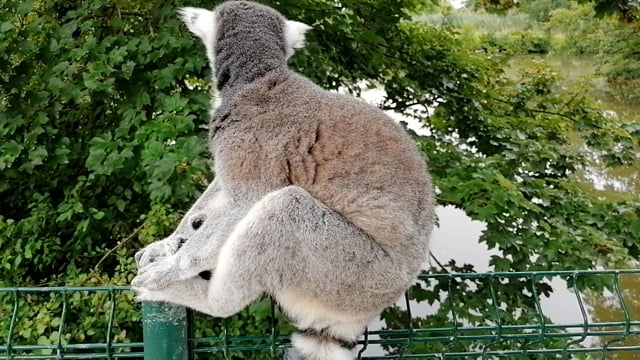 Lemur Tier Zoo - Free video on Pixabay - Pixabay