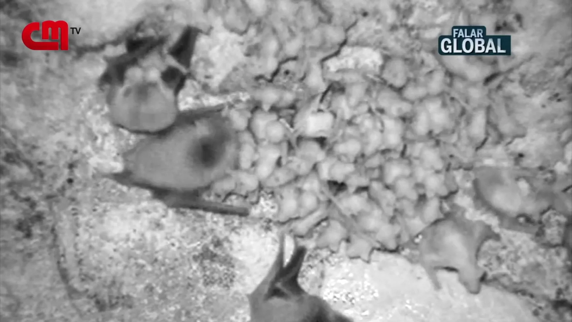 Reportagens & Notícias - CMTV, Falar Global, 31 julho on Vimeo