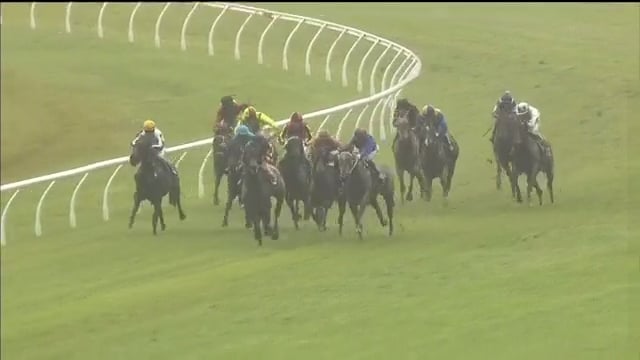 Reliable Man - Stallion | Breednet