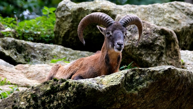 Muflón Cuernos Animal Con - Free video on Pixabay