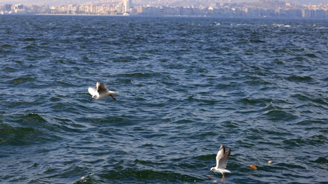 Seagulls Bird Fly - Free video on Pixabay