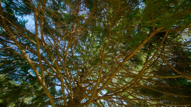 Pine Tree Leaves - Free video on Pixabay