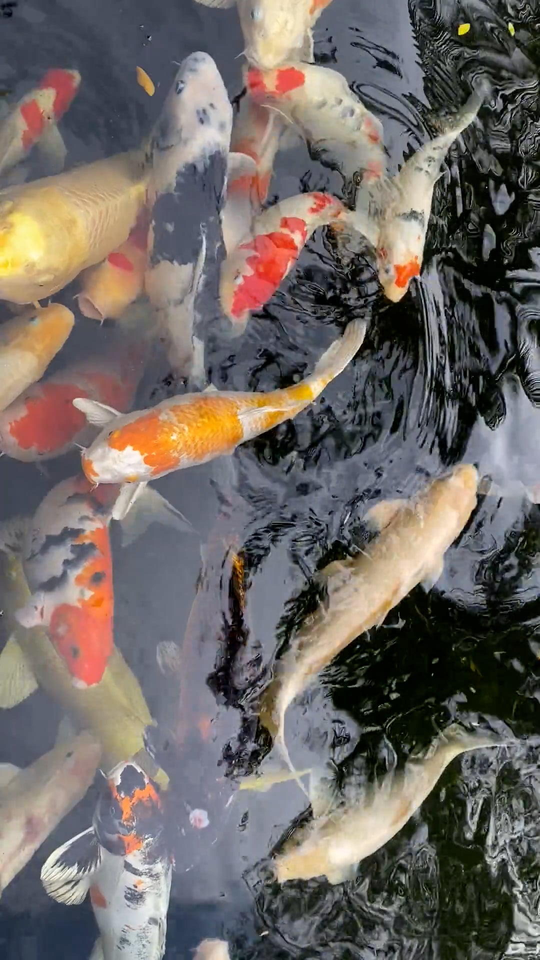 Colorful Fish on Vimeo