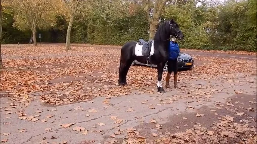 Friesian horse stables "frysk-andaluz" - Gait riding video in the ...