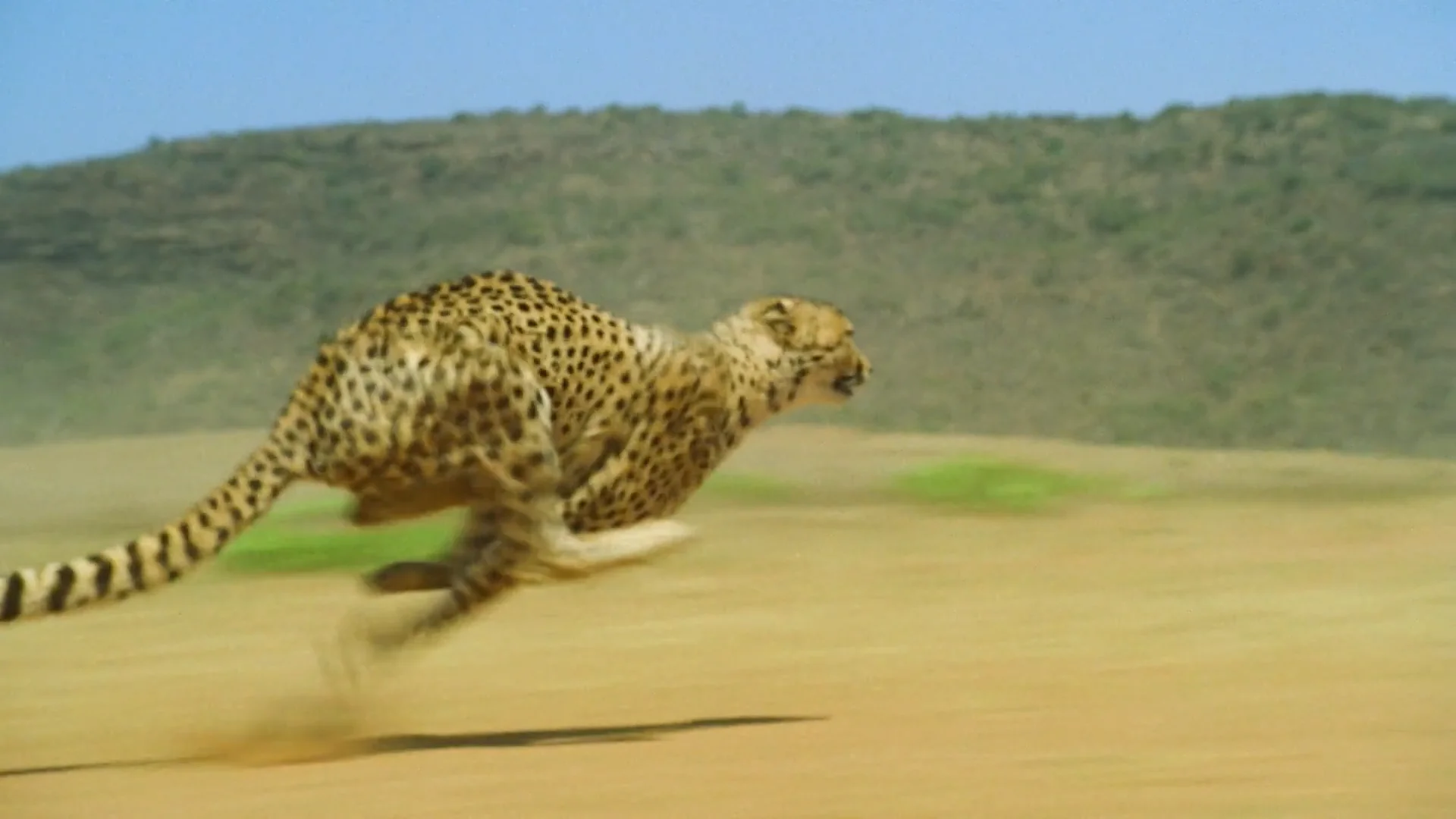 Cheetah Running Fast Wallpaper