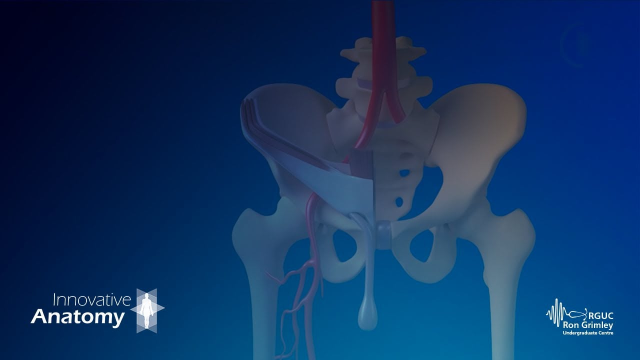 Inguinal Canal - Innovative Anatomy on Vimeo