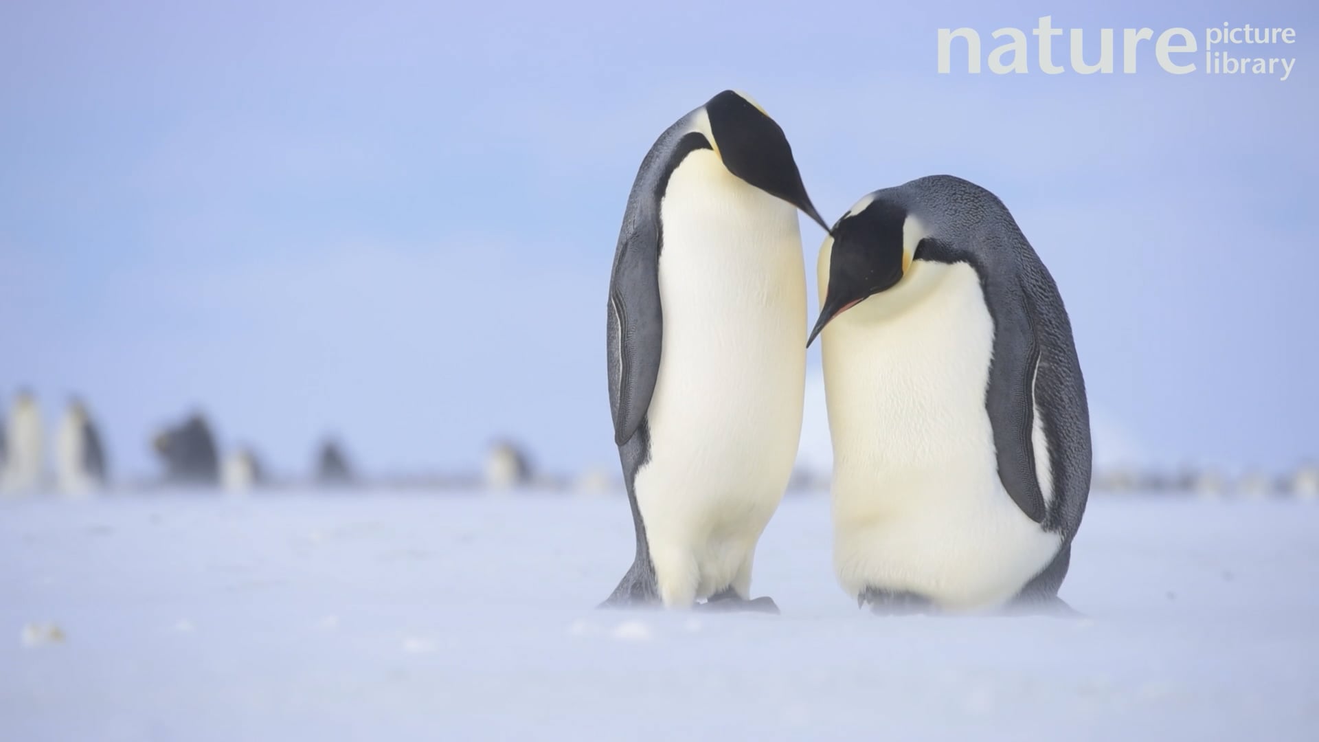 Emperor penguin pair standing facing each other, female lifts her brood ...