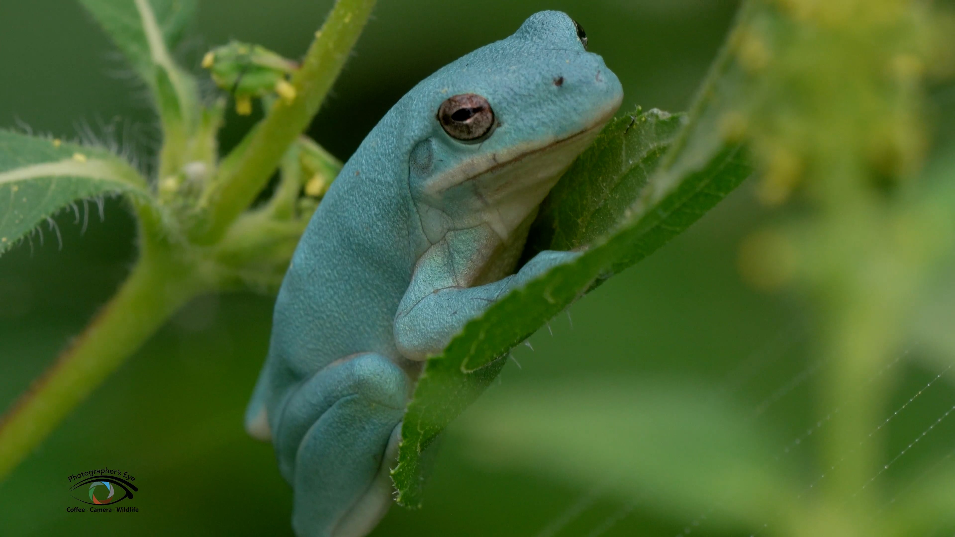 Blue-Green Tree Frog on Vimeo
