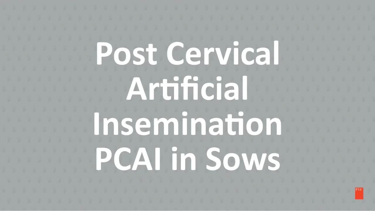 ProConnect Video 4 | Post Cervical Artificial Insemination in Sows