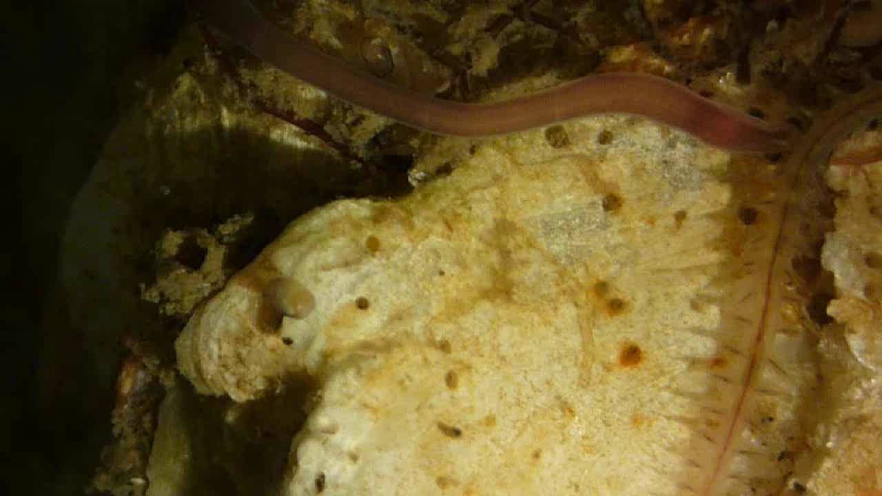 Ribbon worm (Nemertean) eating a polychaete annelid [edited] on Vimeo