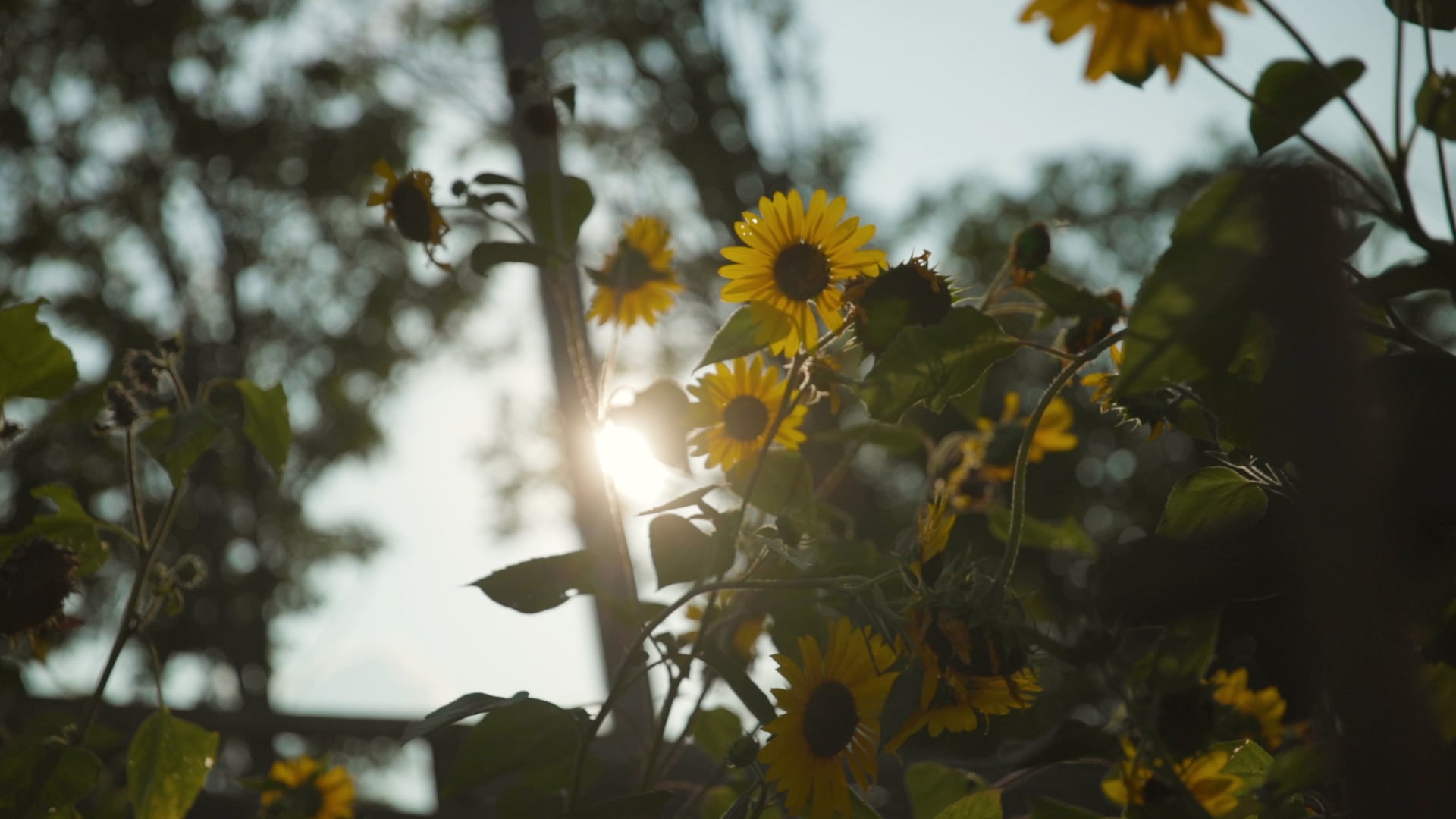 Brett Crow | Portfolio Samples - St. Louis Photo & Video Production