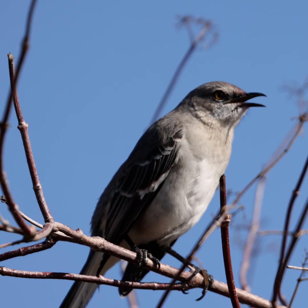 mockingbird_hurl_and_poop on Vimeo