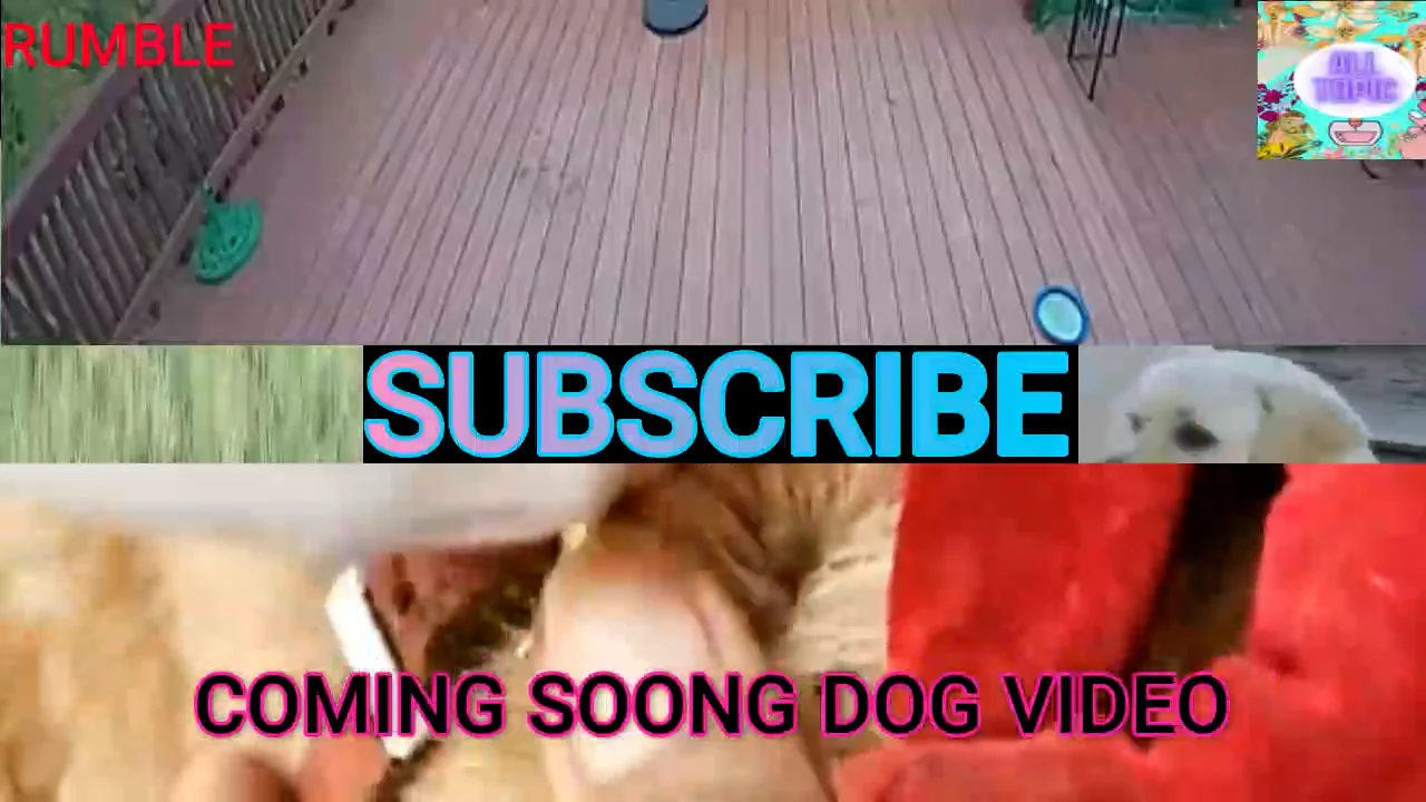 AWA ANIMALS DOG VIDEO!ANIMALS DOG VIDEO!AWA ANIMALS DOG BEST VIDEO! on ...