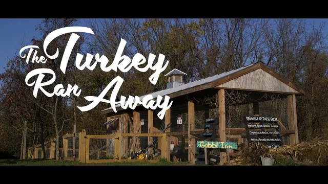 The Turkey Ran Away on Vimeo