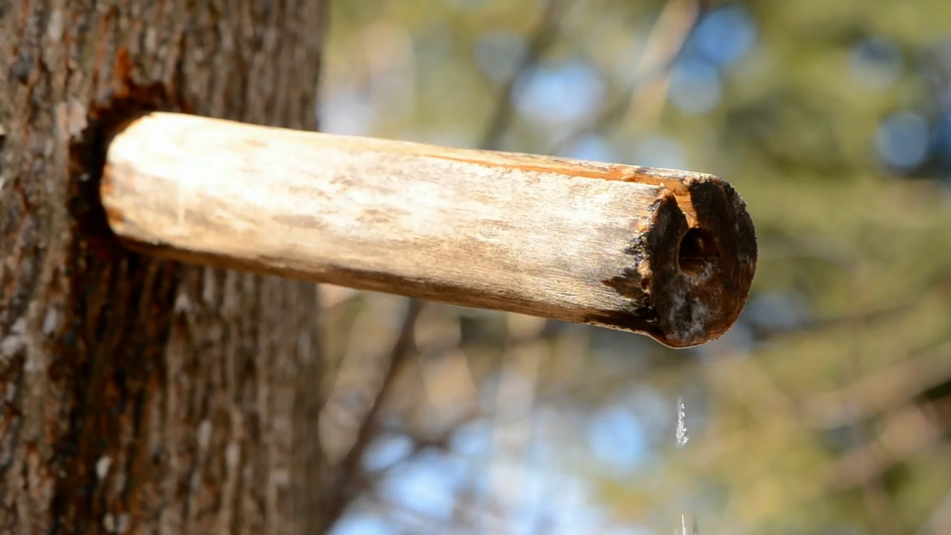 2021 Native American Heritage Month - Maple Syrup Harvesting on Vimeo