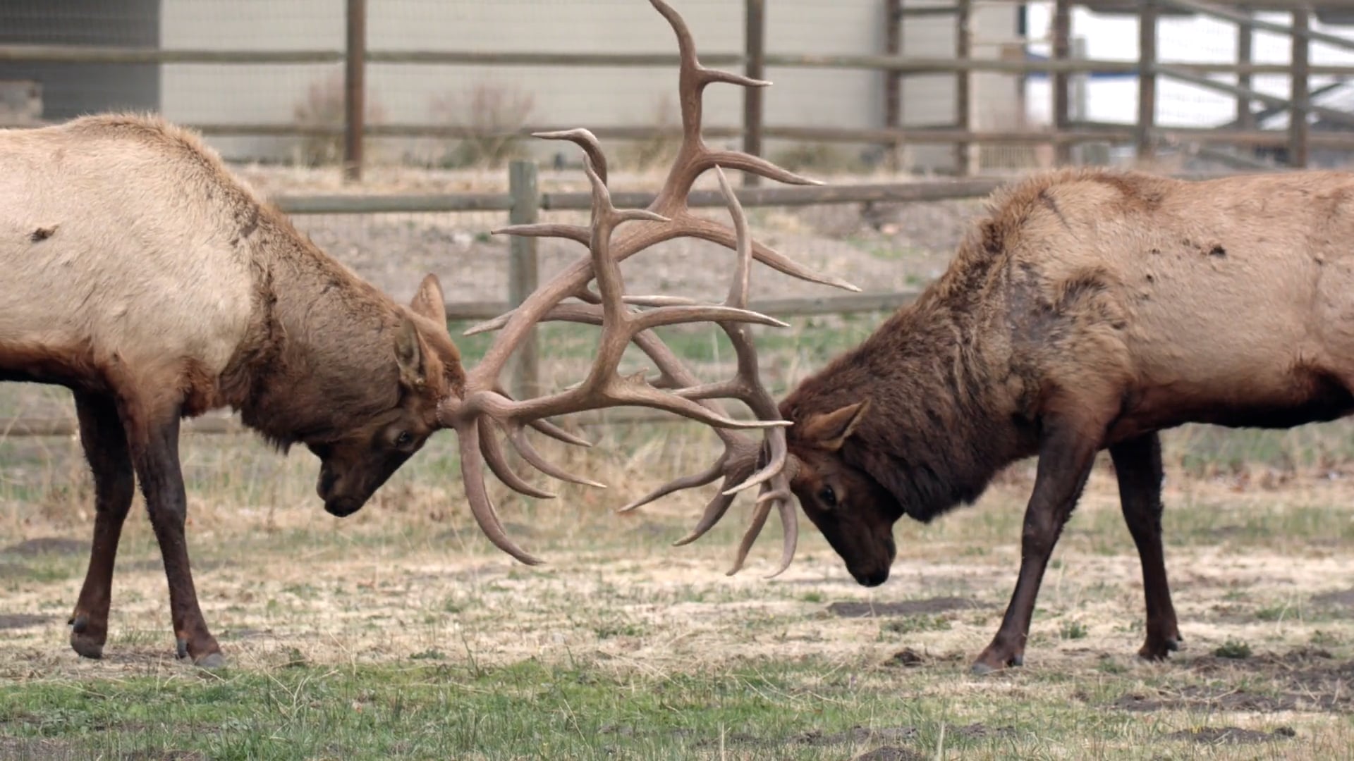 Wildlife Coalition on Vimeo