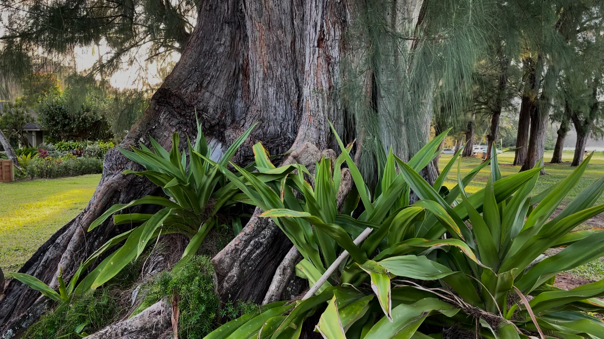 Tree on Vimeo