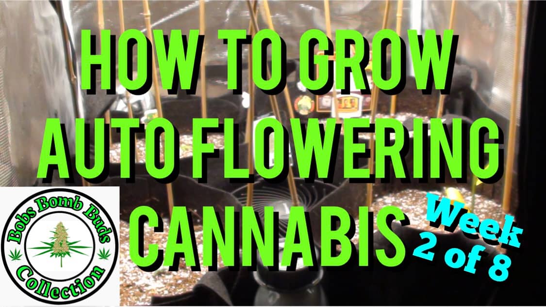 Auto Flowers, How To Grow Auto Flowering Cannabis. Sweet Tooth Week 2 ...