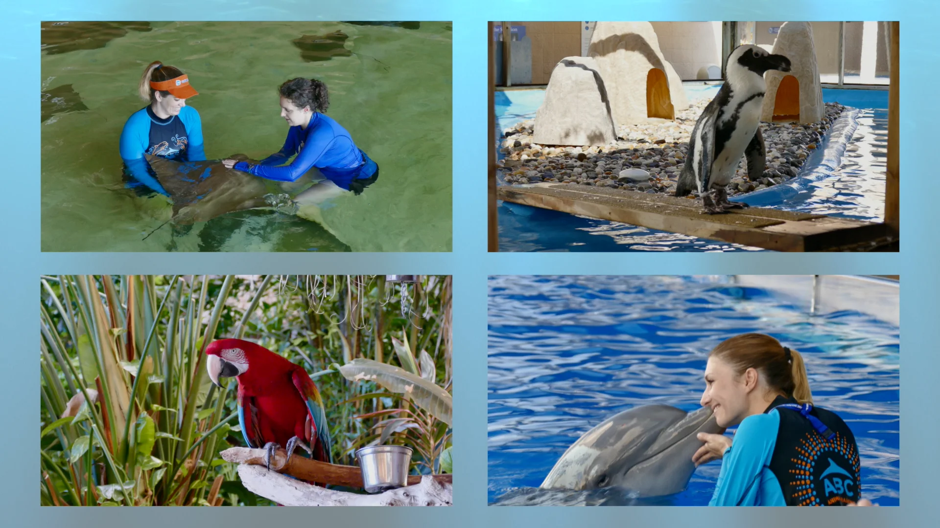 ABC Animal Training Workshop Gulf World on Vimeo