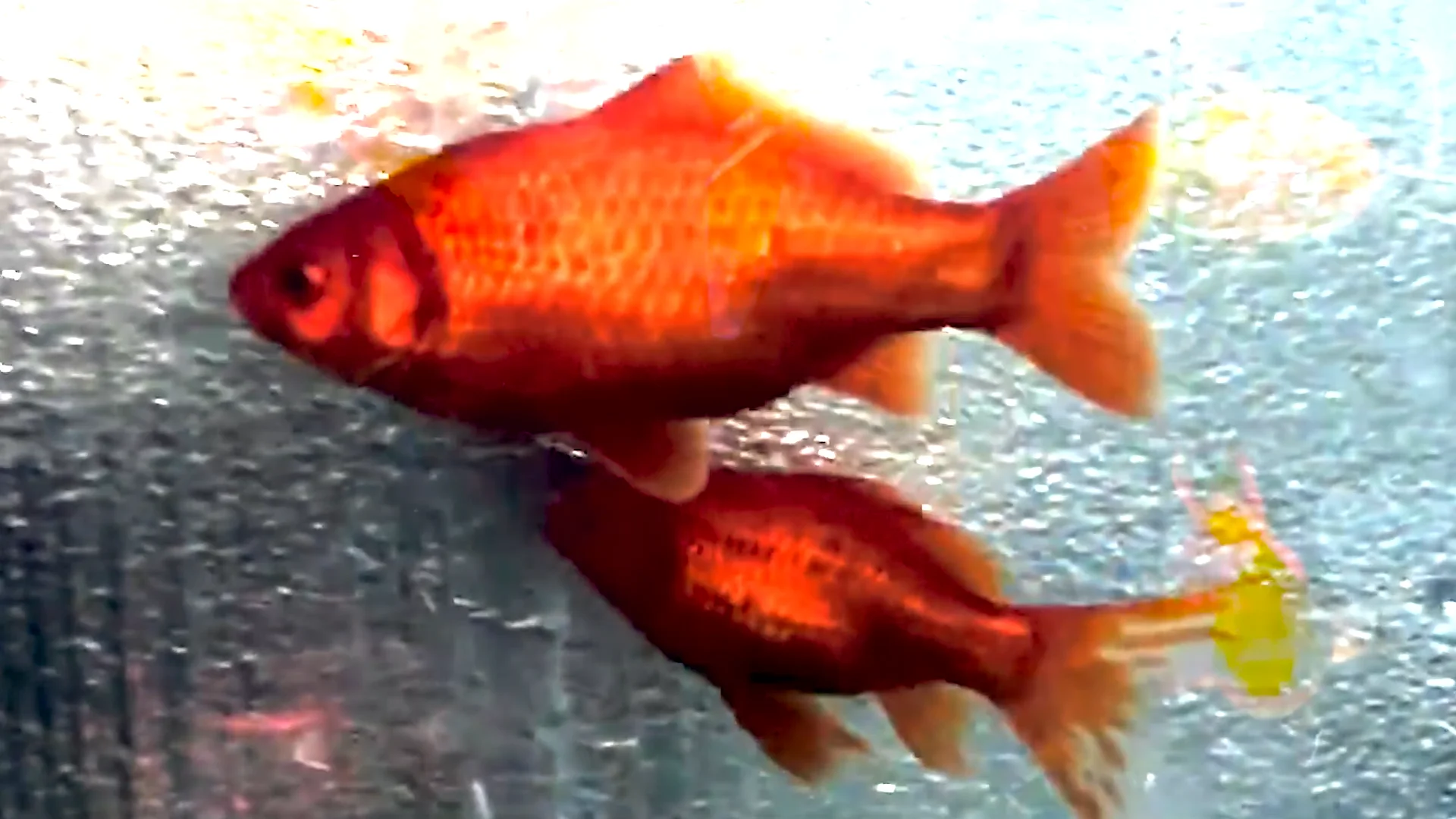 goldfish on Vimeo