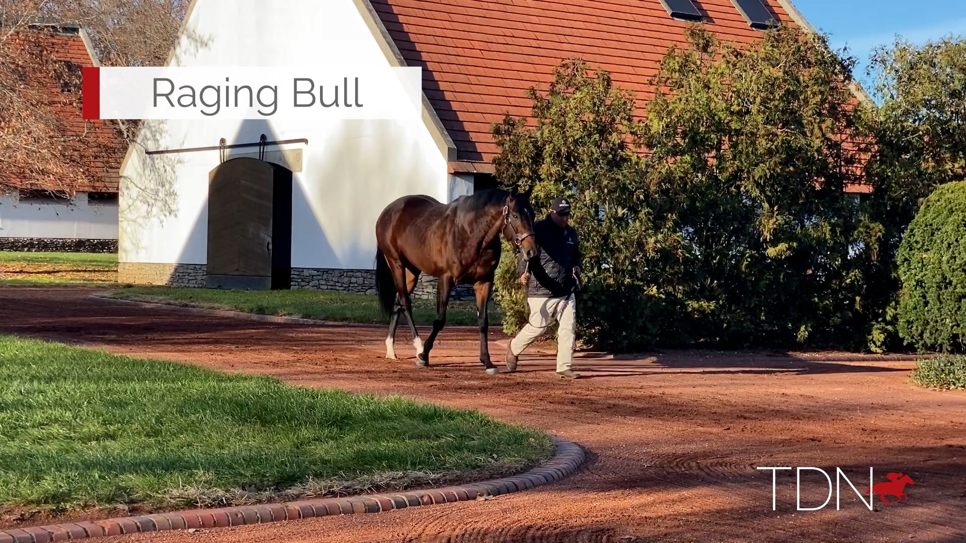TDN Stallions: Raging Bull on Vimeo