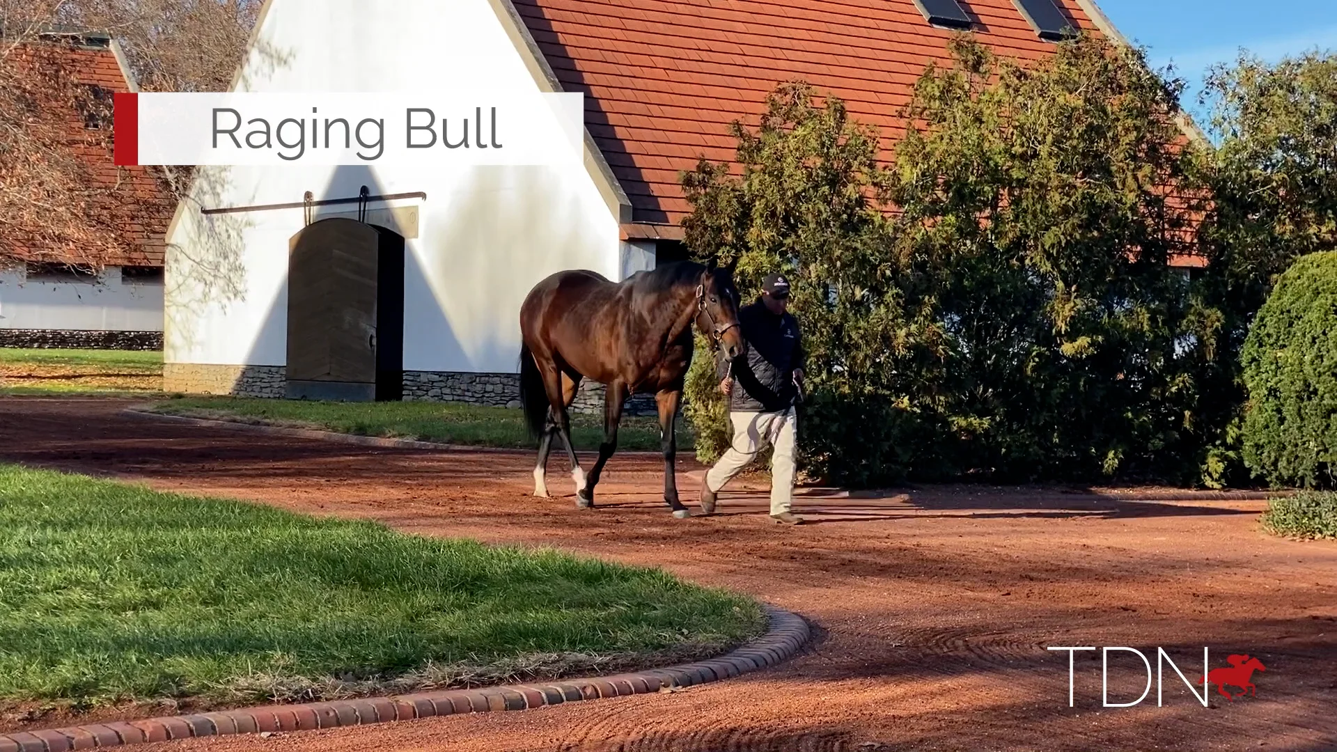 TDN Stallions: Raging Bull