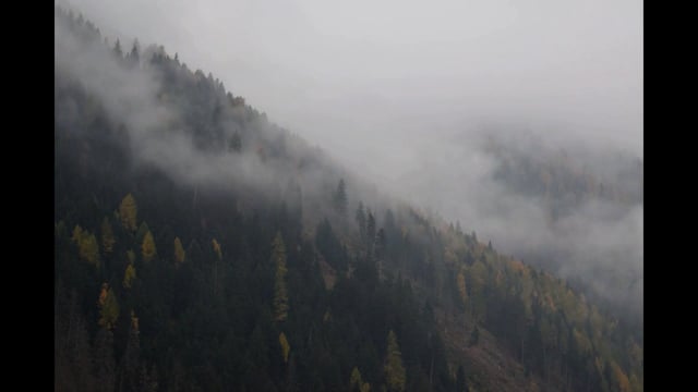 안개 나무 추운 - Free video on Pixabay - Pixabay