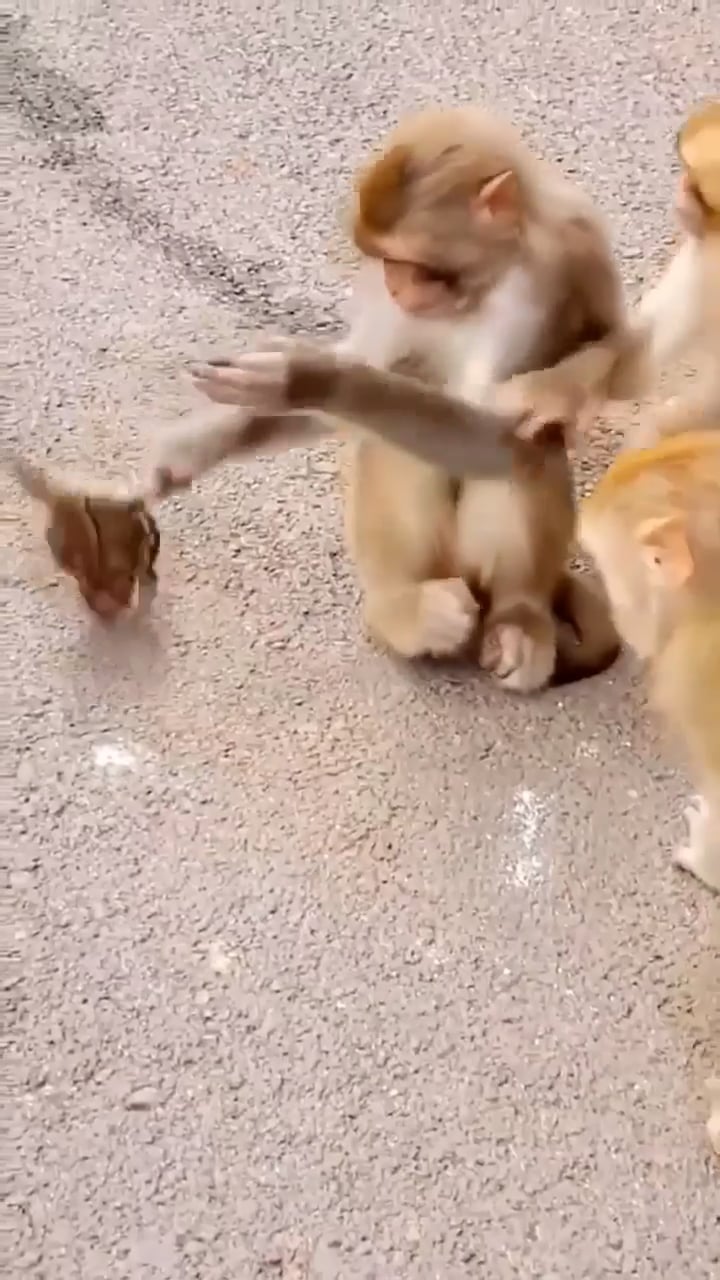 Funny moment of monkey with frog /funny /forg /monkey on Vimeo