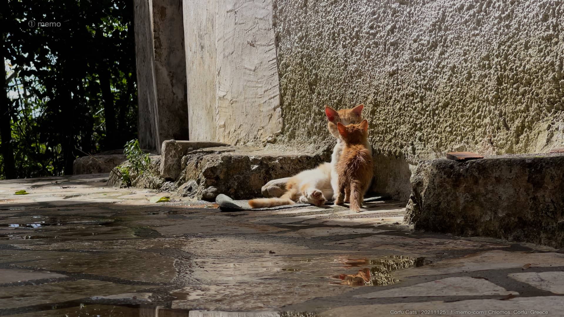 Corfu Cats | 20211125.mov on Vimeo