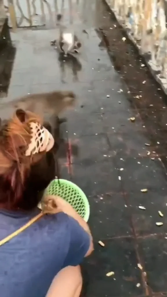 Funny Animals.mp4 on Vimeo