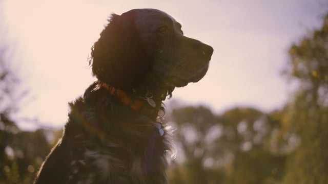200+ Free Dog & Animal Videos, HD & 4K Clips - Pixabay