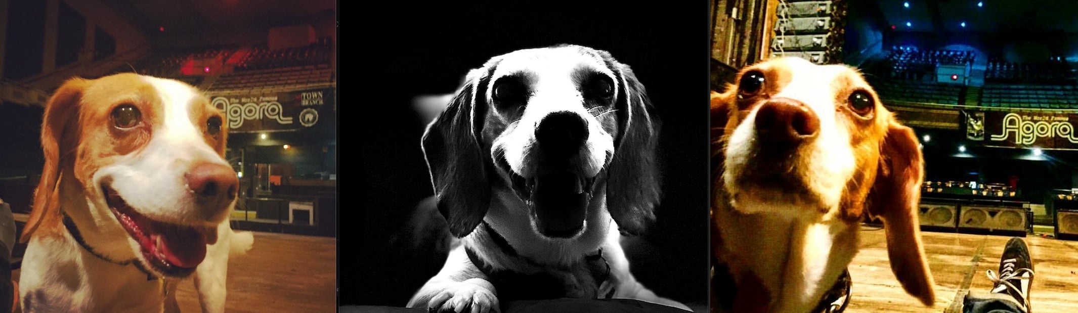 “Heaven” w/Thom Pope & Gracie "The Beagle” (RIP 2007-2021) LIVE ...