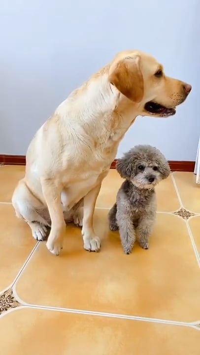 Cute and loving dogs on Vimeo