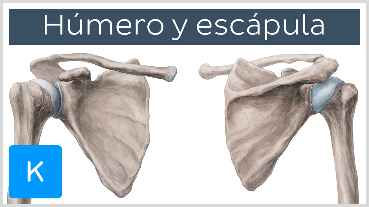 Anatoma Del Hombro Y Cintura Escapular