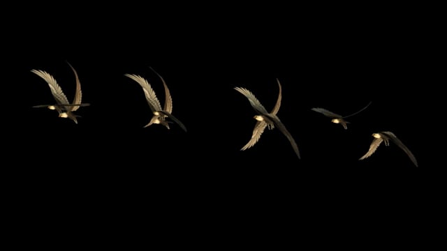 Light Hide Body - Free video on Pixabay