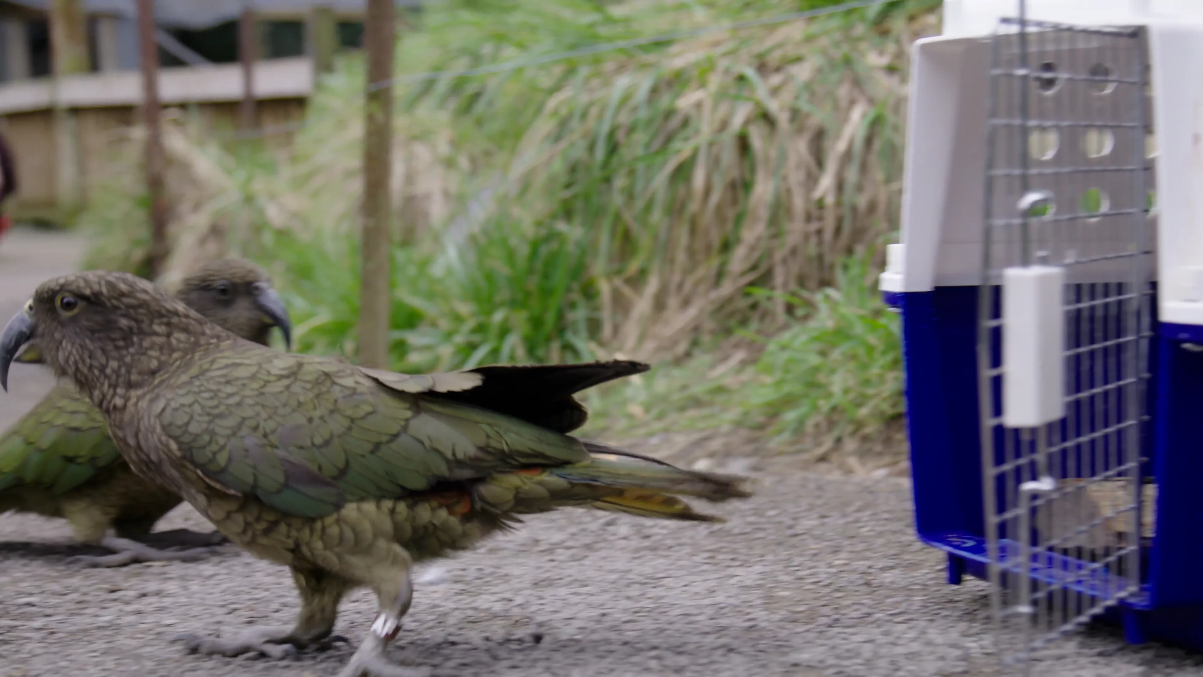 Lead Removal for kea on Vimeo