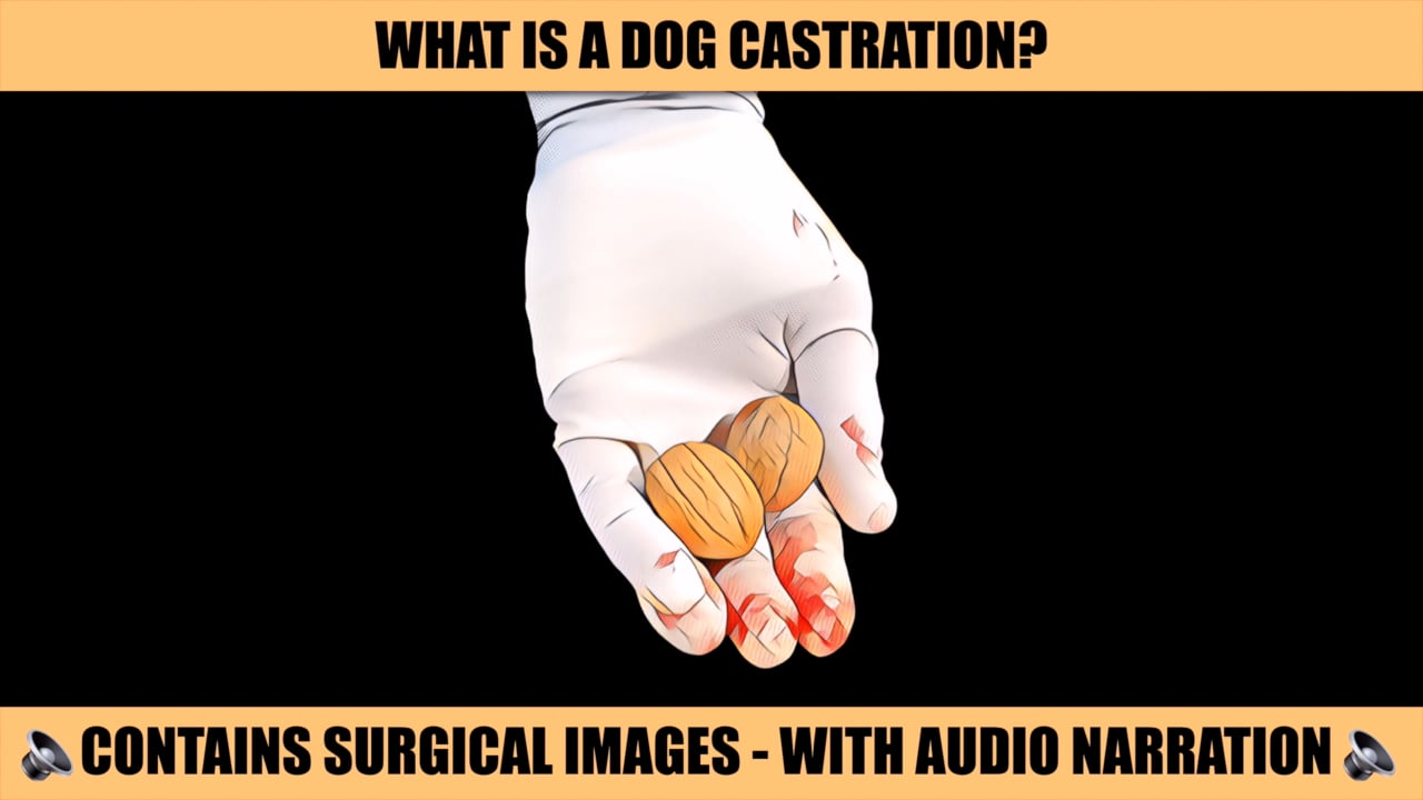 what-is-a-dog-castration-on-vimeo