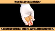 WHAT IS A DOG CASTRATION On Vimeo